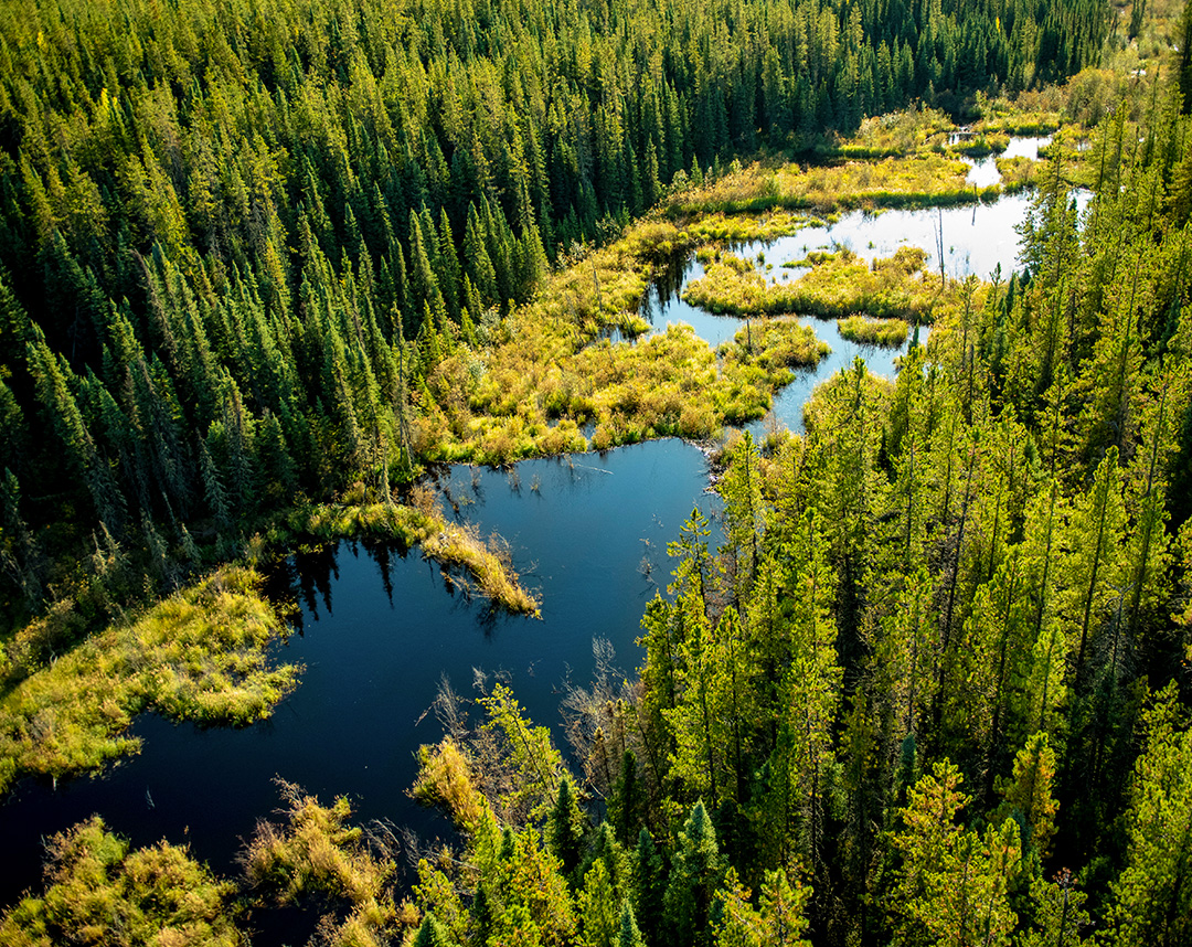 Forêt boréale - Conservation de la nature Canada