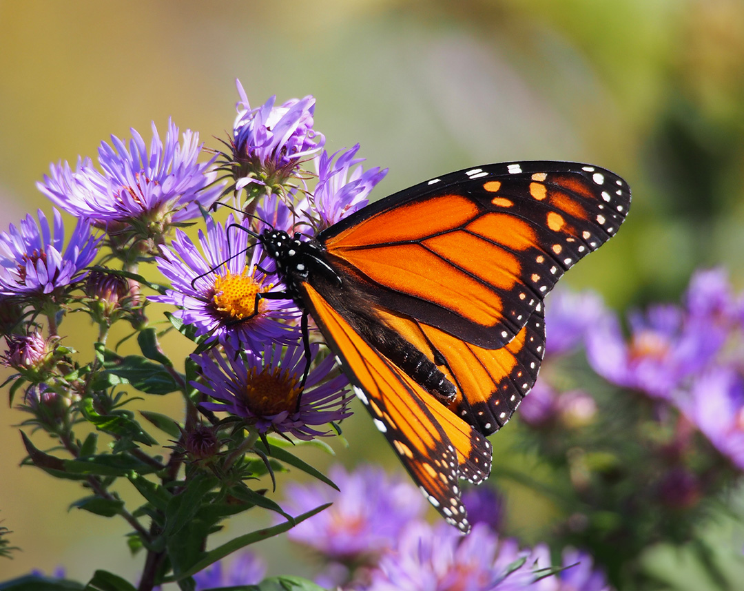 Monarque - Conservation de la nature Canada