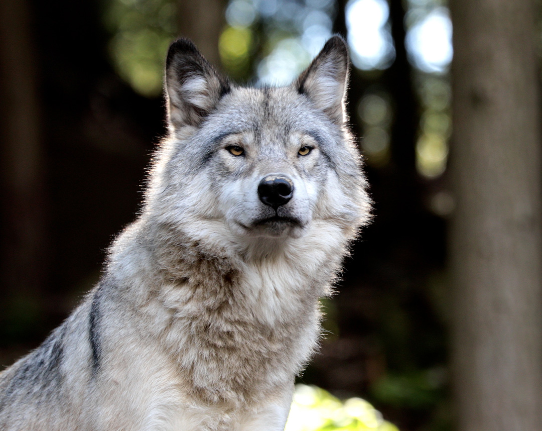 Loup - Conservation de la nature Canada