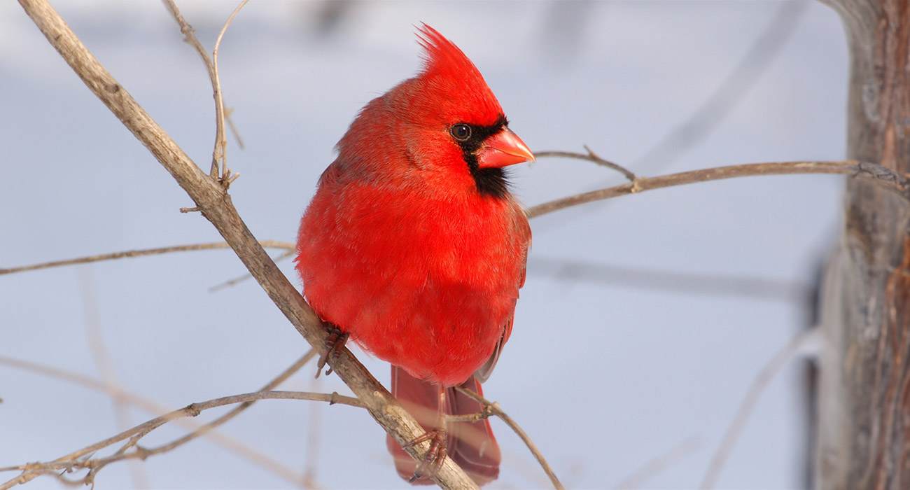 Carte virtuelle pour les Fêtes – Cardinal - Conservation de la nature ...