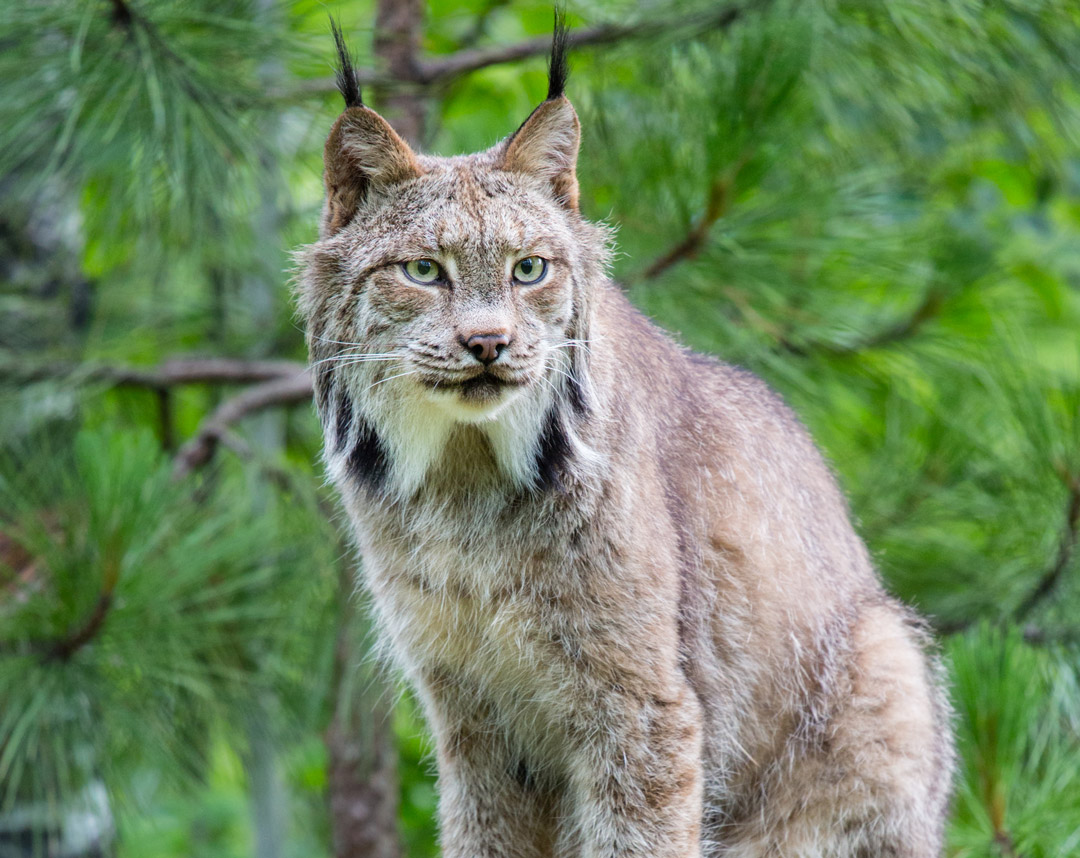 Canadian Lynx Photos I Couldn't Believe It': Tofte Photographer