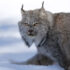 Canada Lynx - Nature Conservancy of Canada