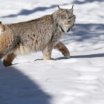 Canada Lynx - Nature Conservancy of Canada