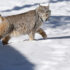 Canada Lynx - Nature Conservancy of Canada