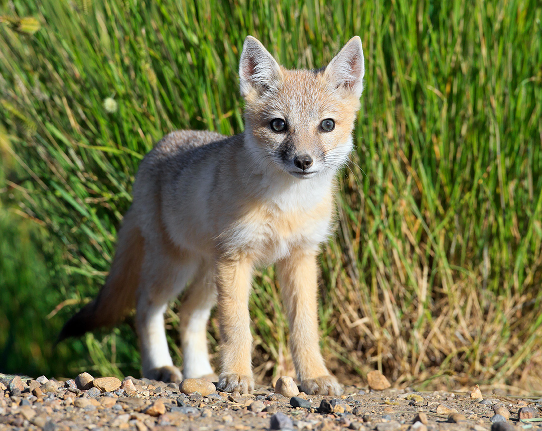 Swift Fox - Nature Conservancy of Canada