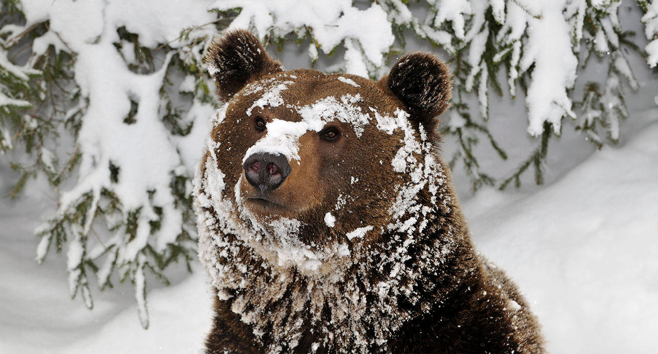 Holiday E-card - Grizzly Bear - Nature Conservancy of Canada