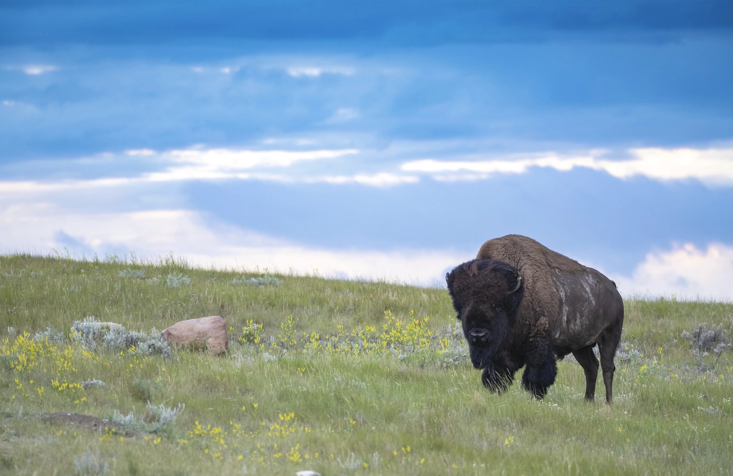 Plains bison - Nature Conservancy of Canada