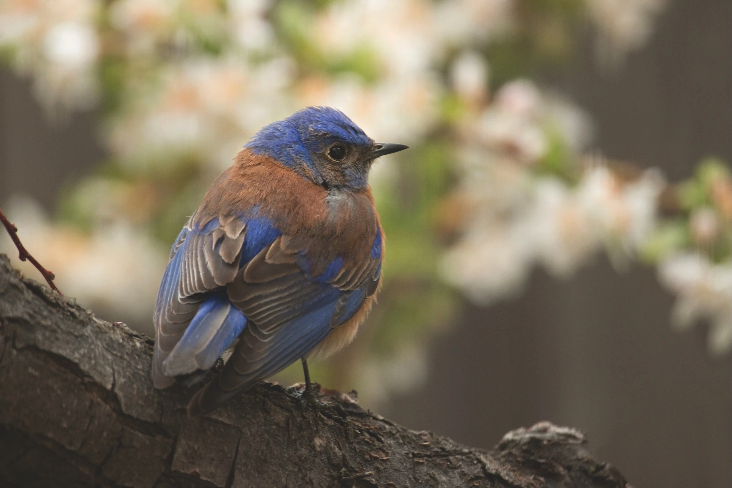 Western Bluebird - Nature Conservancy of Canada